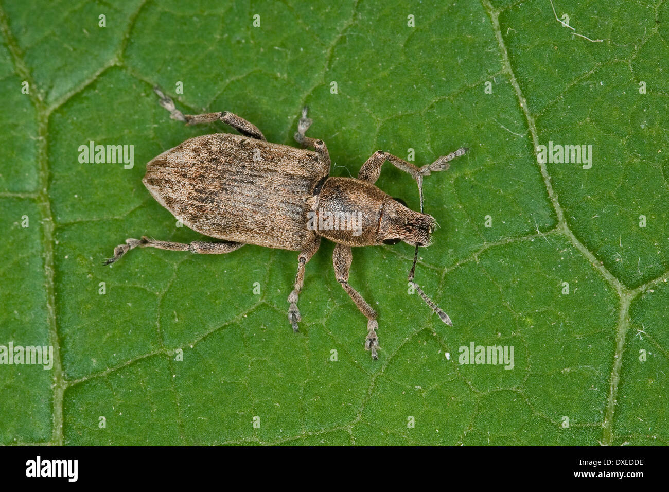 Tanymecus hi-res stock photography and images - Alamy