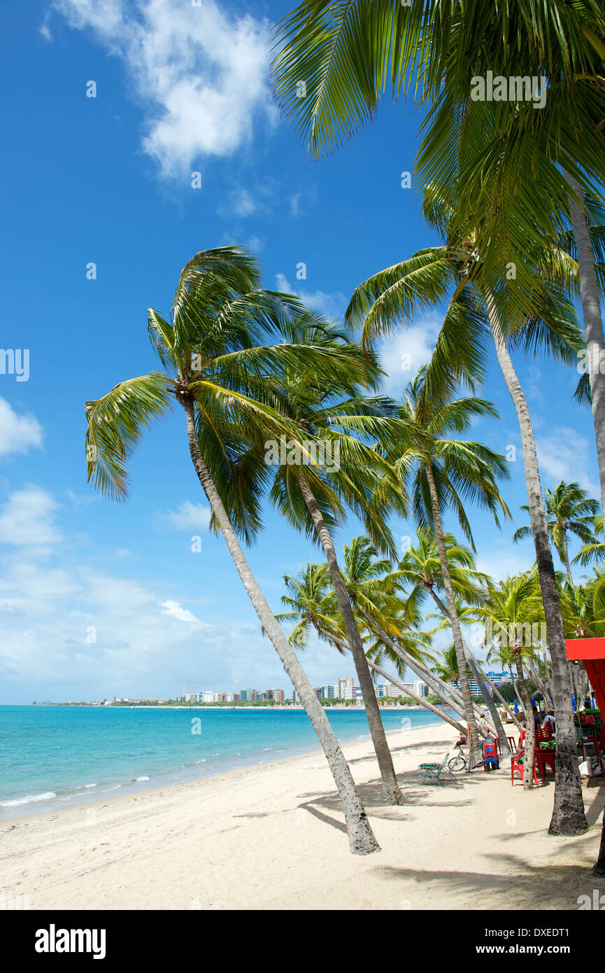 Palm trees standing over the town beach of Pajucara at Maceio Alagoas ...