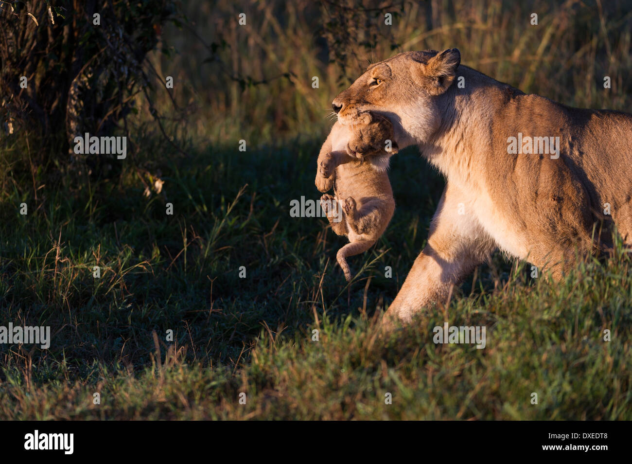 Der Loewe, lion, carrying a cub in his mouth, traegt ein Junges im Maul ...