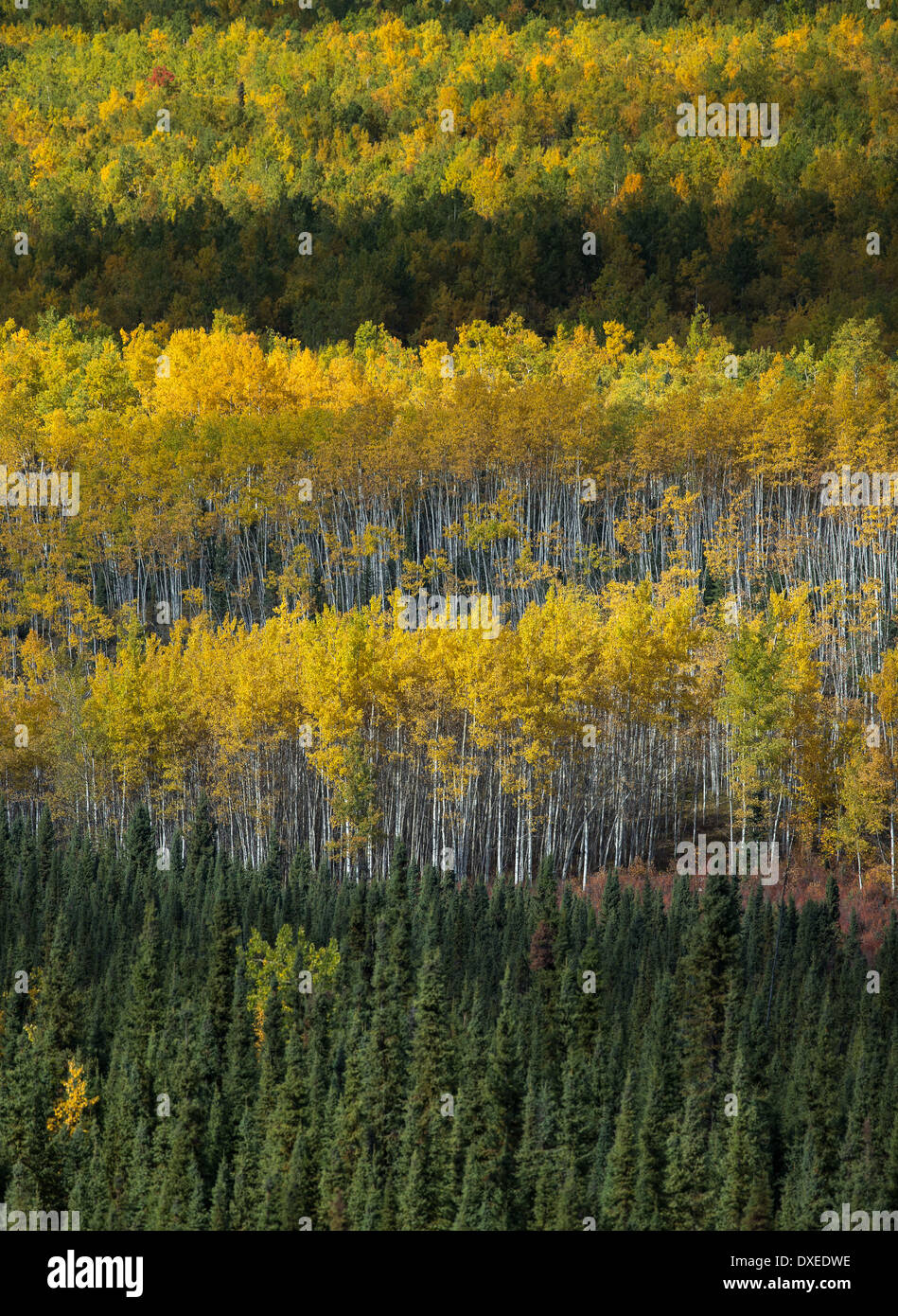 Autumn colours nr Pelly Crossing, Yukon Territories, Canada Stock Photo ...