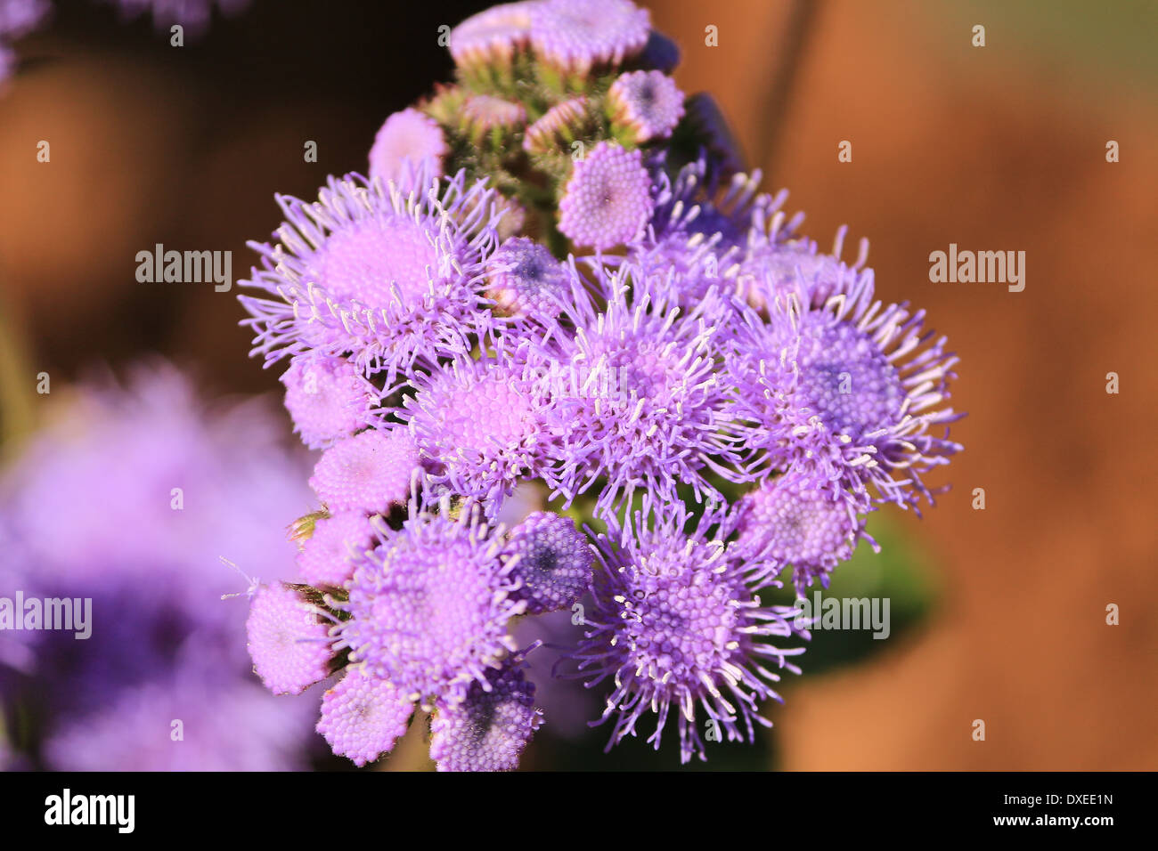 Purple floral petals hi-res stock photography and images - Alamy