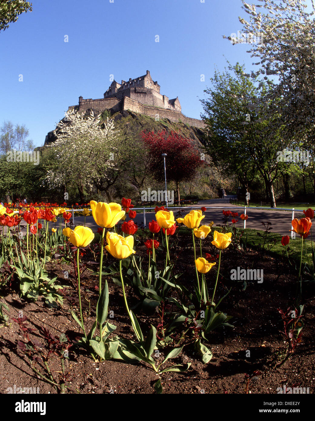 Edinburgh castle from princes street gardens Stock Photo - Alamy