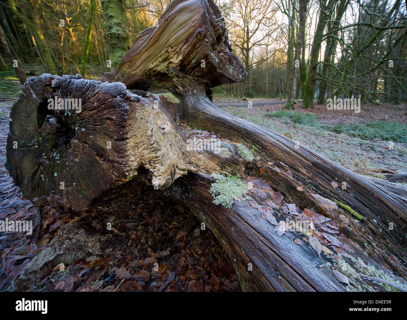 Fallen tree, late autumn, lora forest trail, Argyll Stock Photo - Alamy