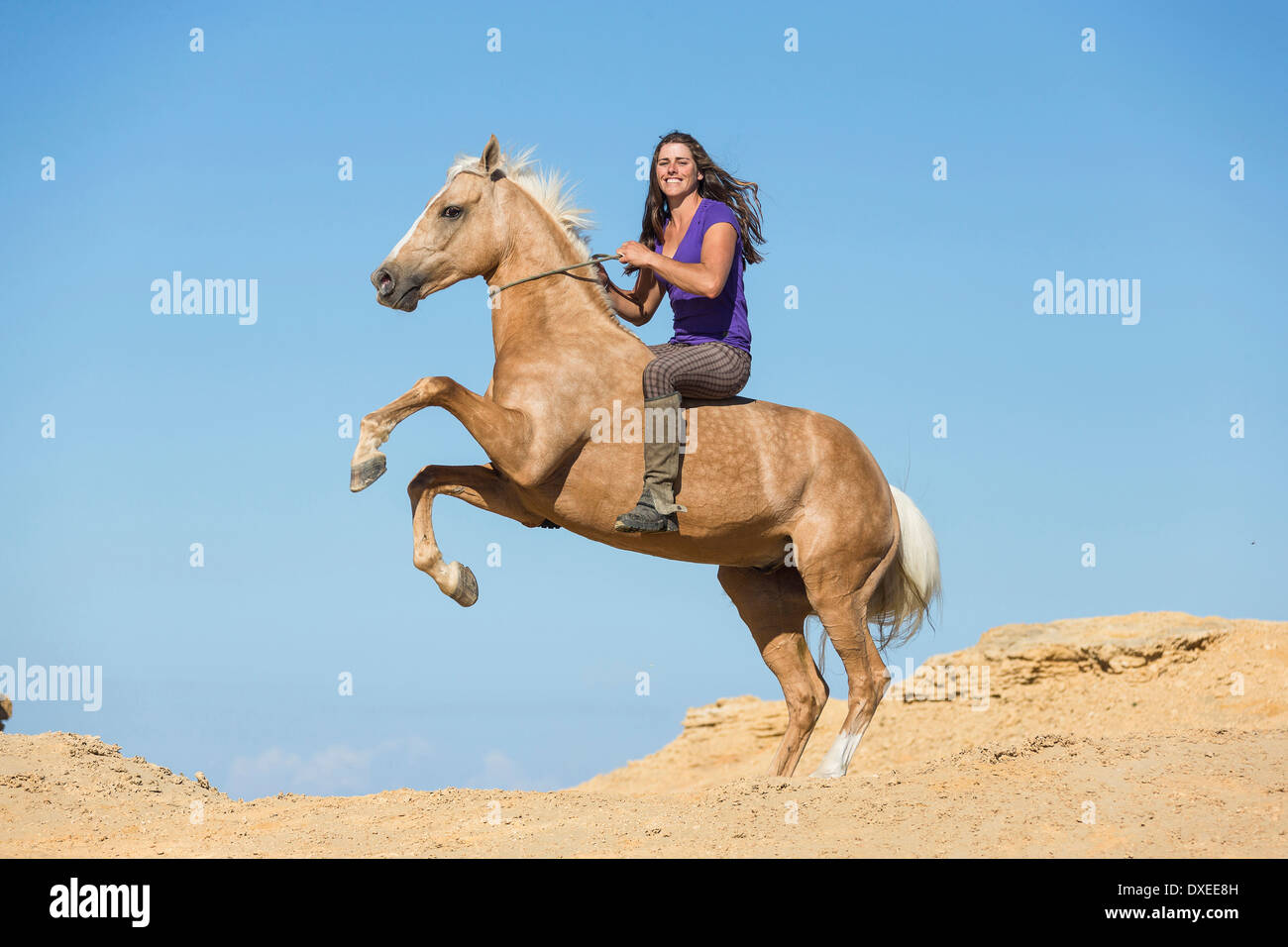 Rearing horse palomino hi-res stock photography and images - Alamy