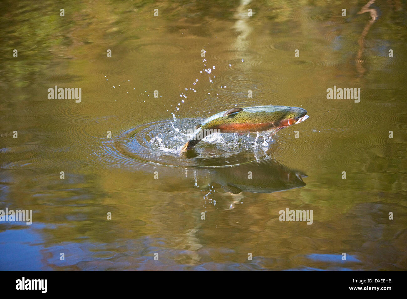 Flying hi-res stock photography and images - Alamy