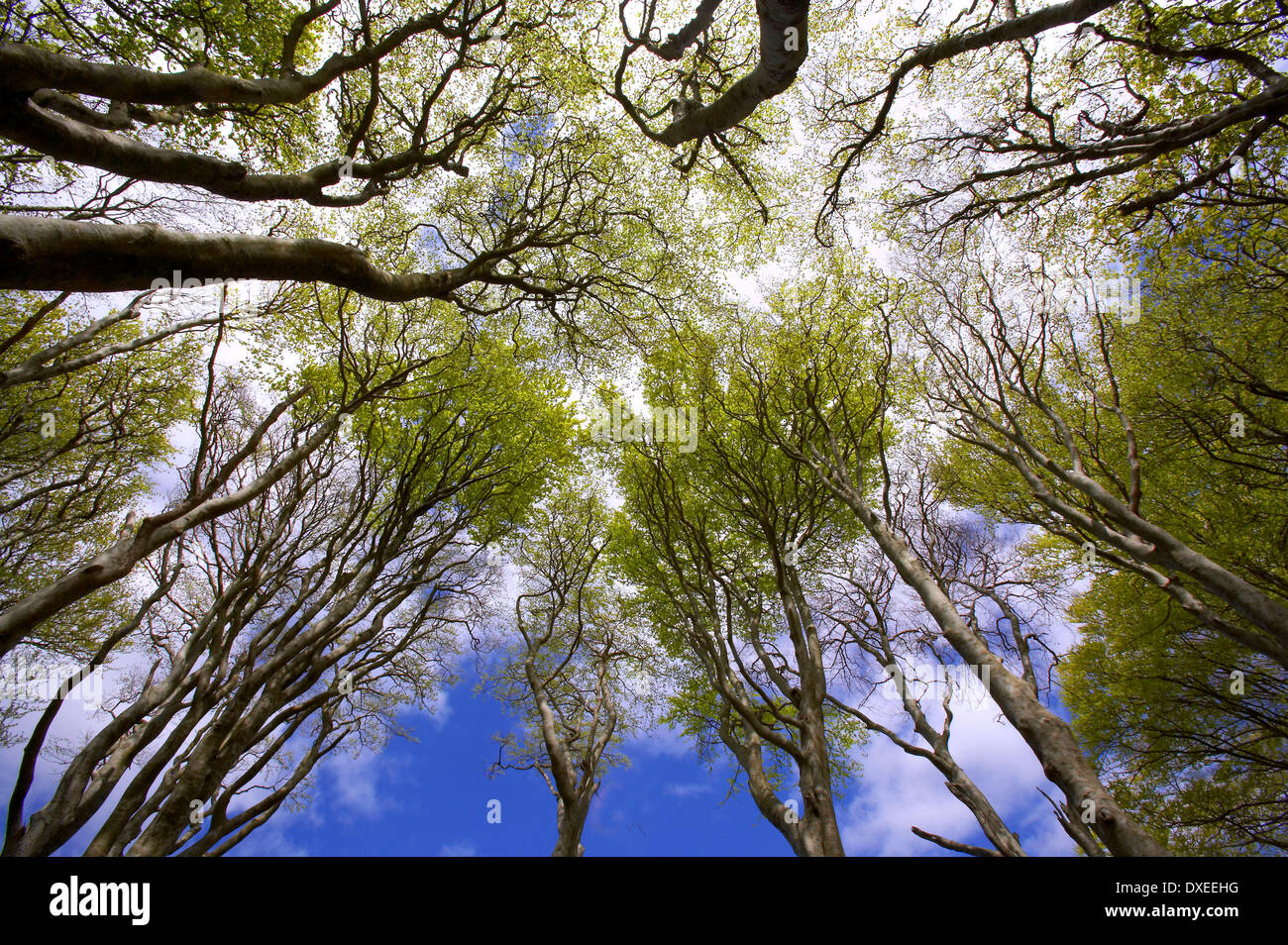 Canopy of trees Stock Photo - Alamy