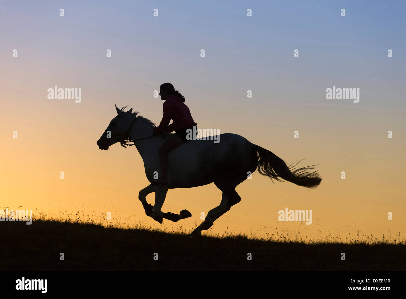 Domestic horse. Rider on warmblooded horse galloping, silhouetted ...