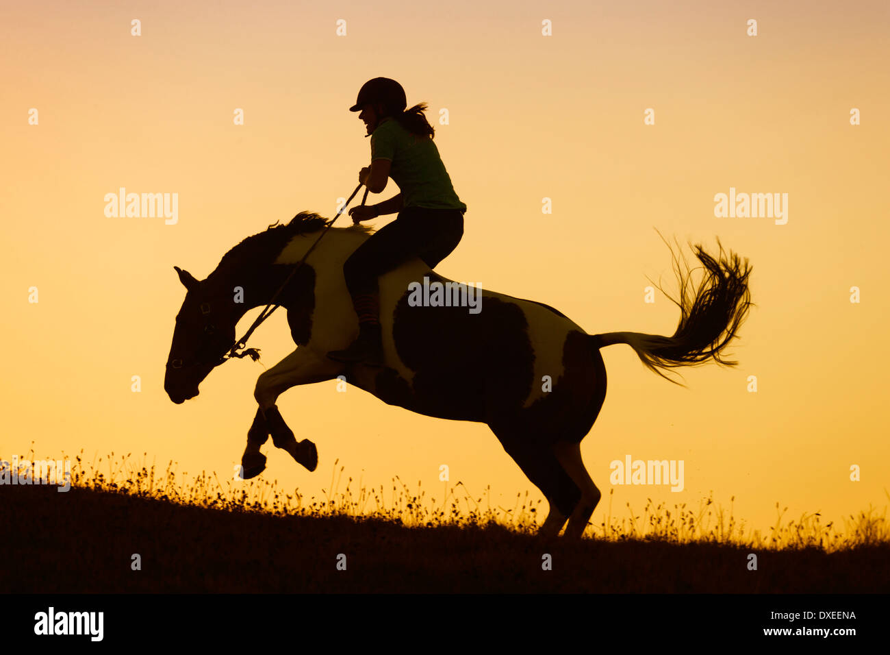 Domestic horse bareback rider on hi-res stock photography and images ...