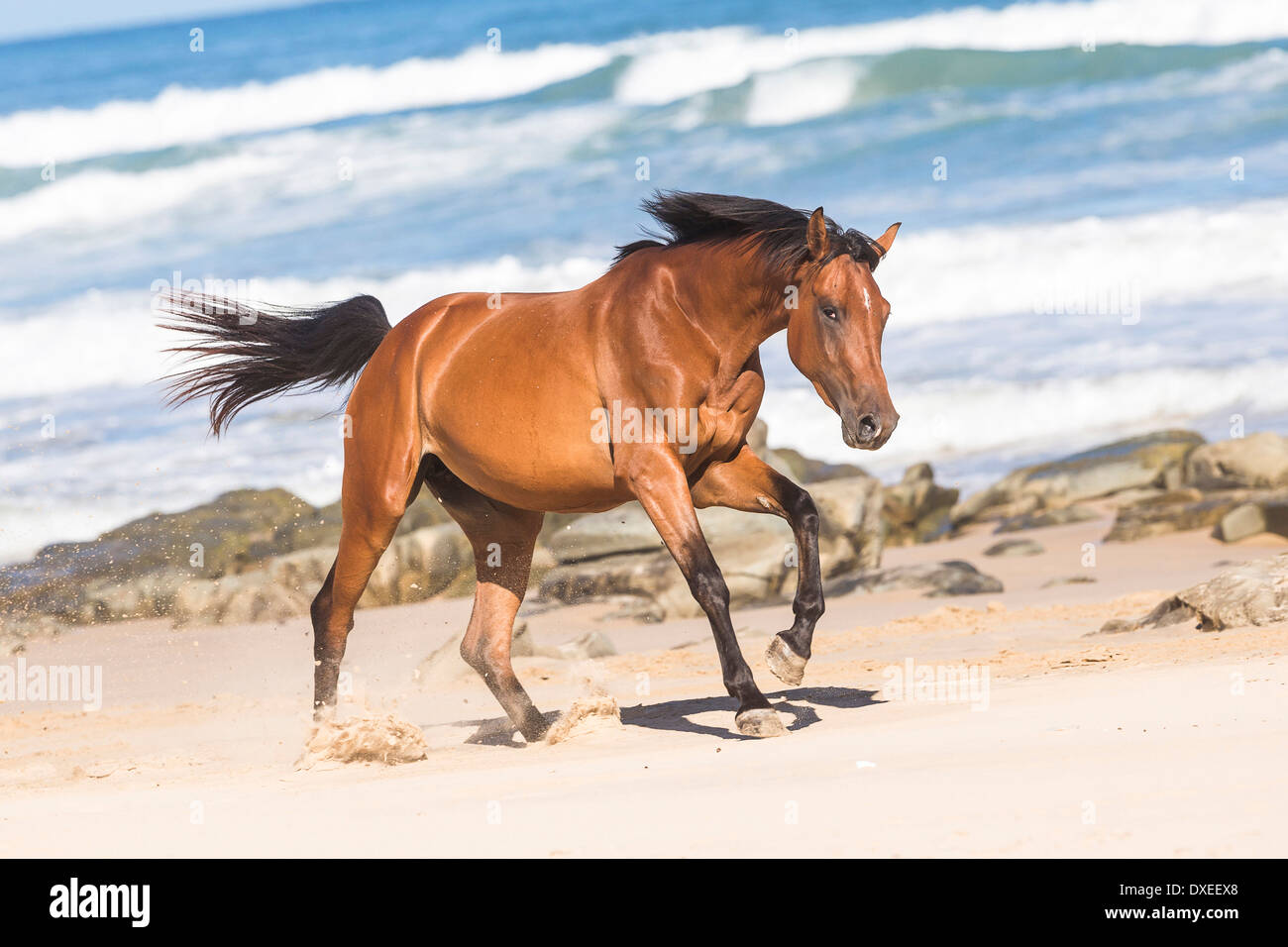 Boerperd, Boer Pony. Bay mare galloping on a beach. South Africa Stock ...