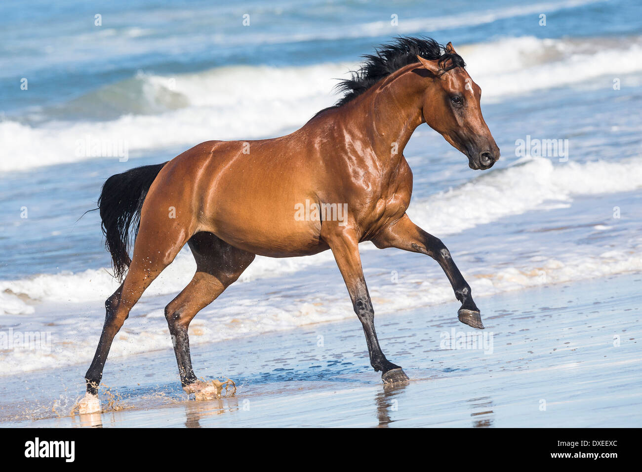 Boerperd boer pony bay horse hi-res stock photography and images - Alamy