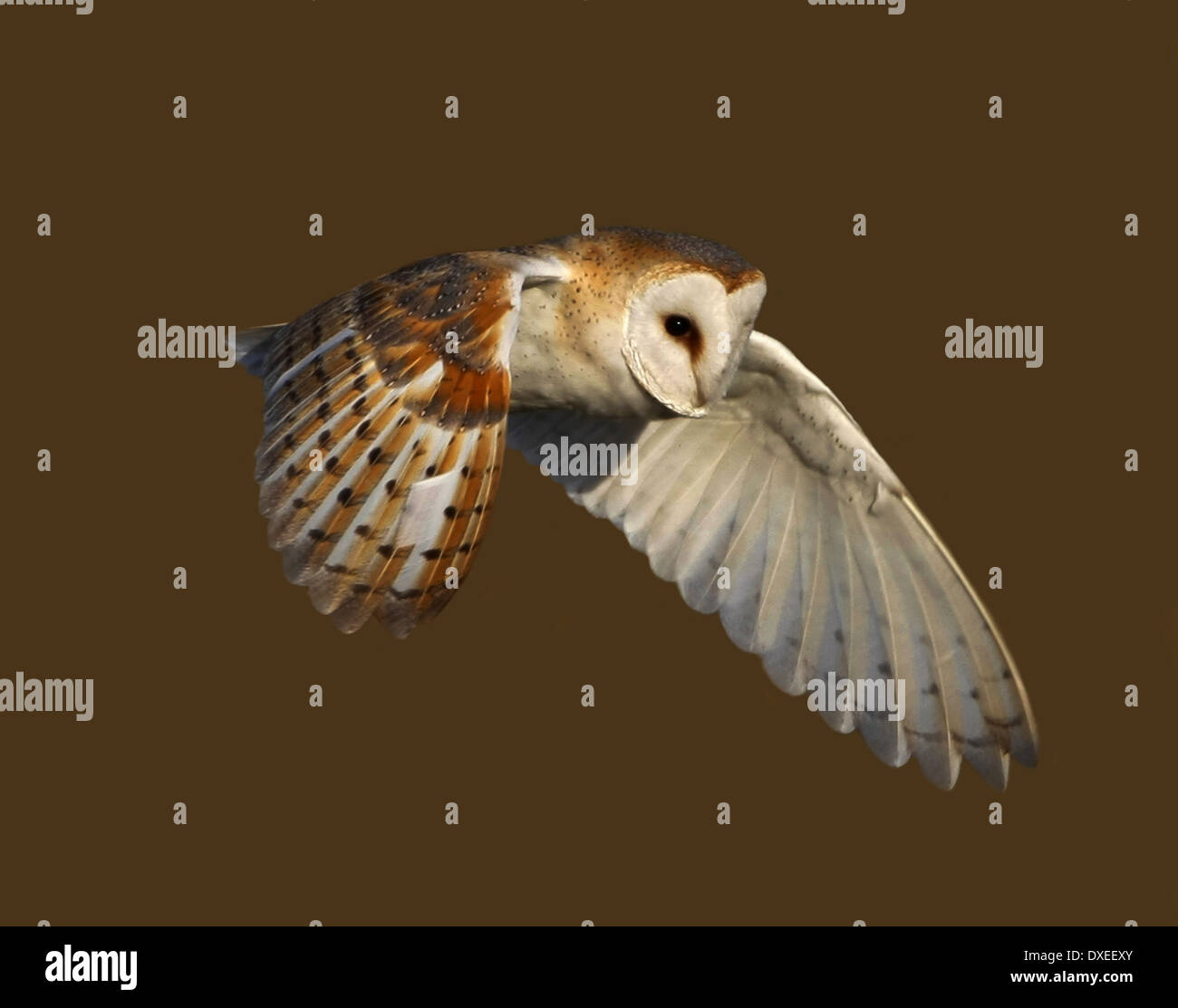Barn owl hunting Stock Photo - Alamy
