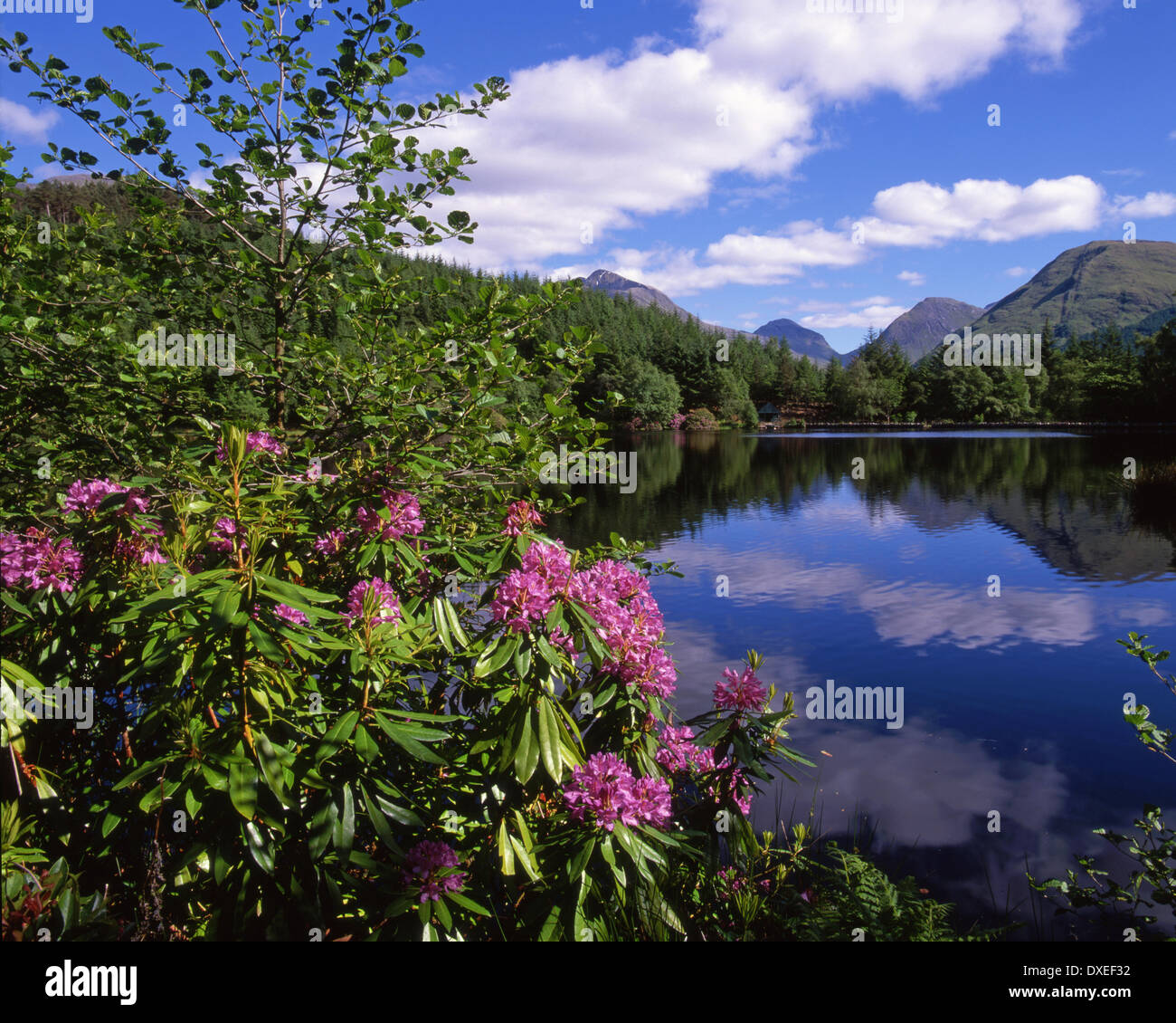 The Glencoe hills from the Lochan trail forest walk, West Highlands ...