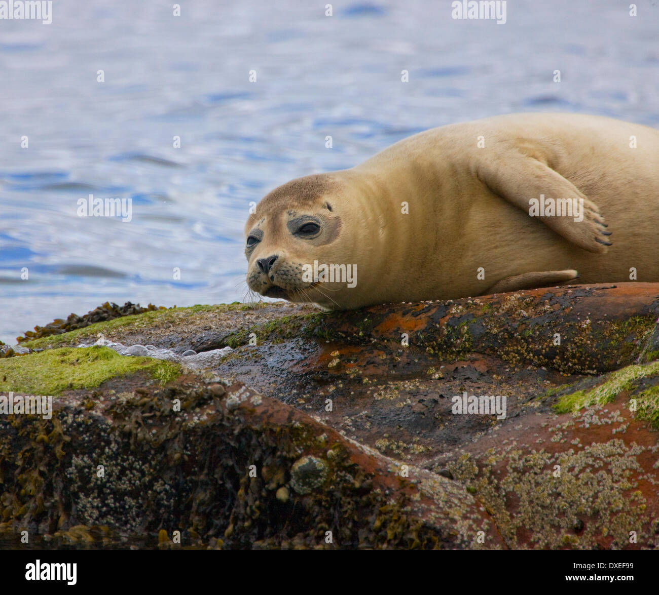 Sea lion life hi-res stock photography and images - Alamy