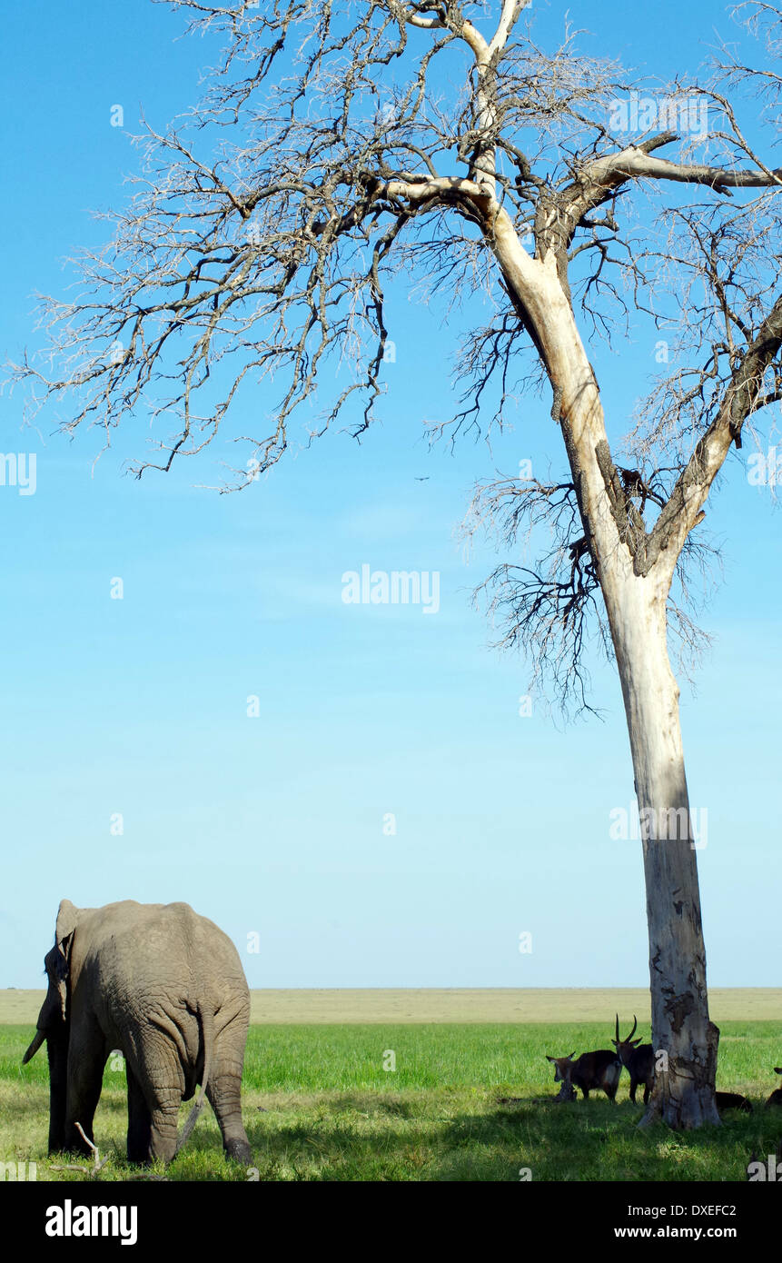Elephant Walking under a Tree Stock Photo - Alamy