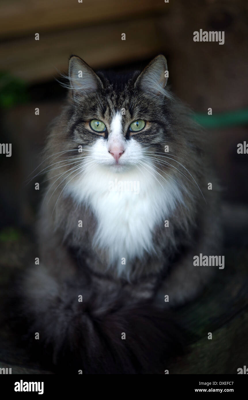 The nice cat hi-res stock photography and images - Alamy