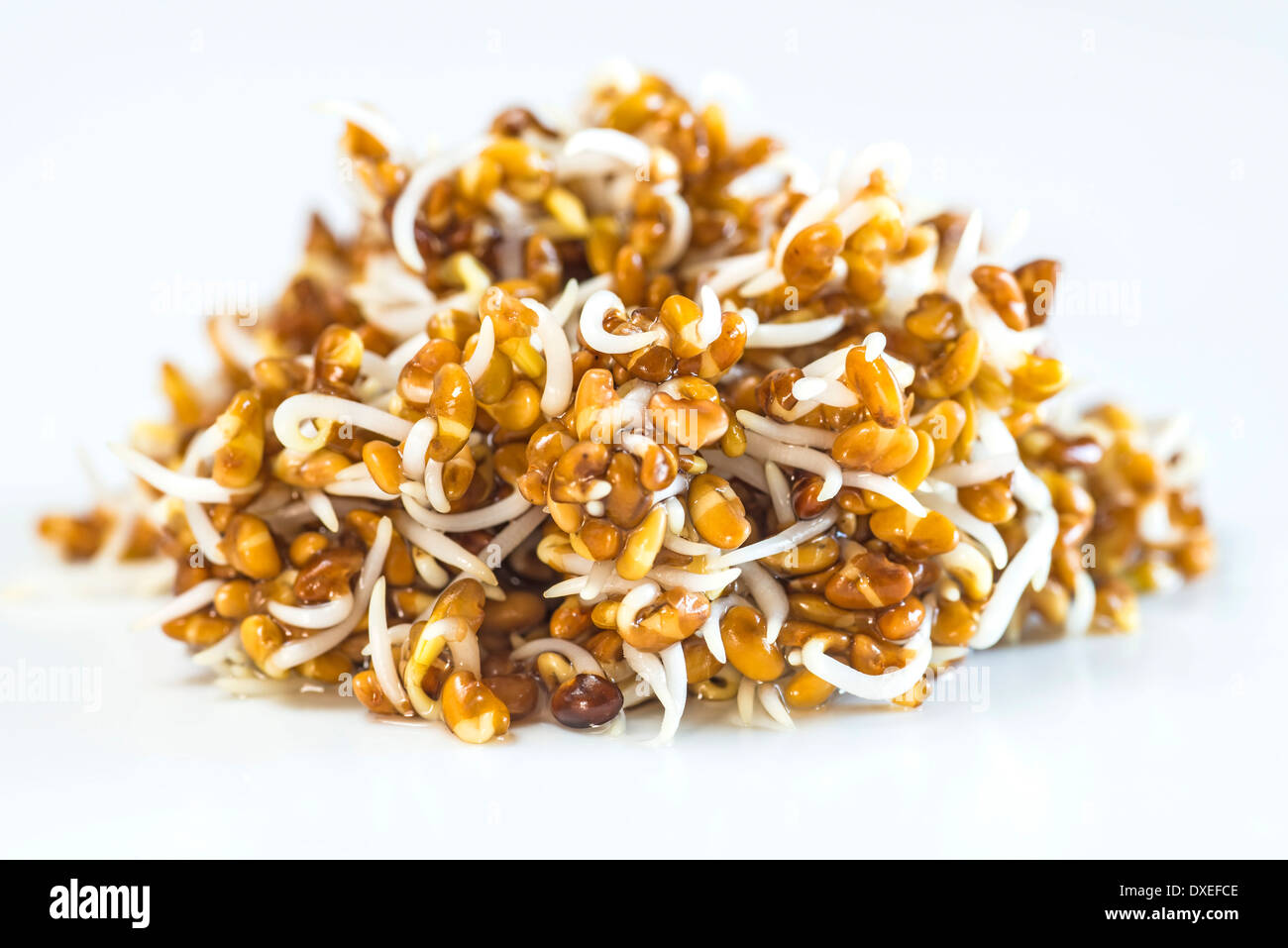 Alfalfa germs hi-res stock photography and images - Alamy