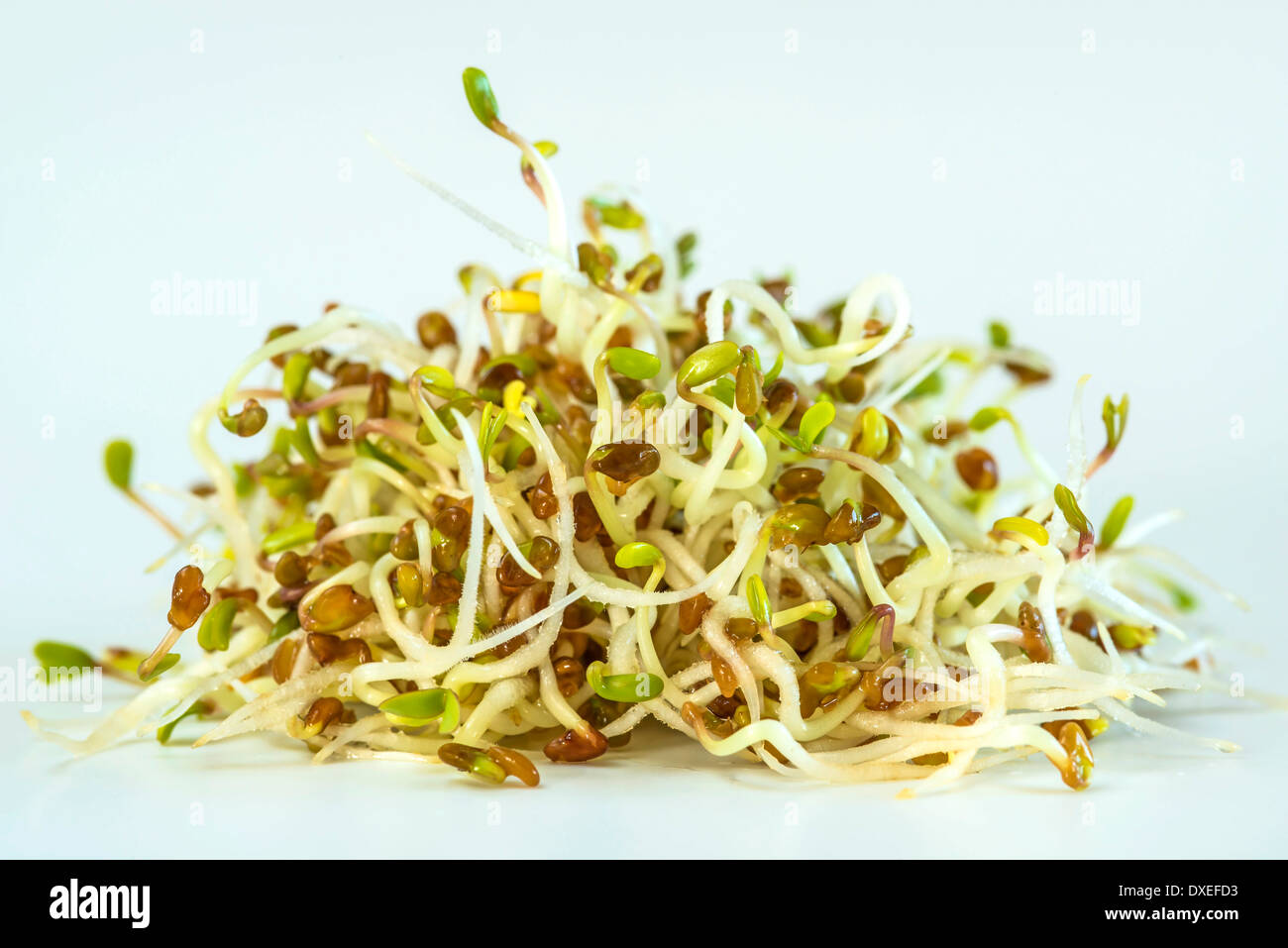 Alfalfa germs hi-res stock photography and images - Alamy