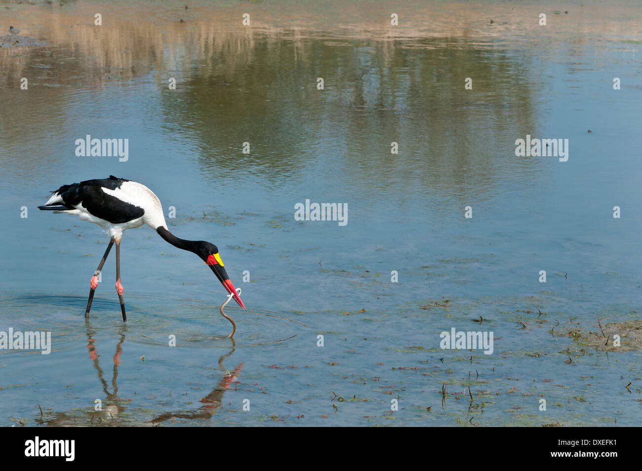 Snake feeding hi-res stock photography and images - Alamy