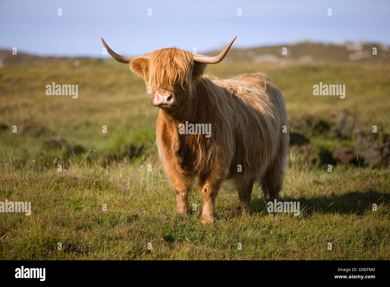 Highland Cow, Isle of Coll Stock Photo - Alamy
