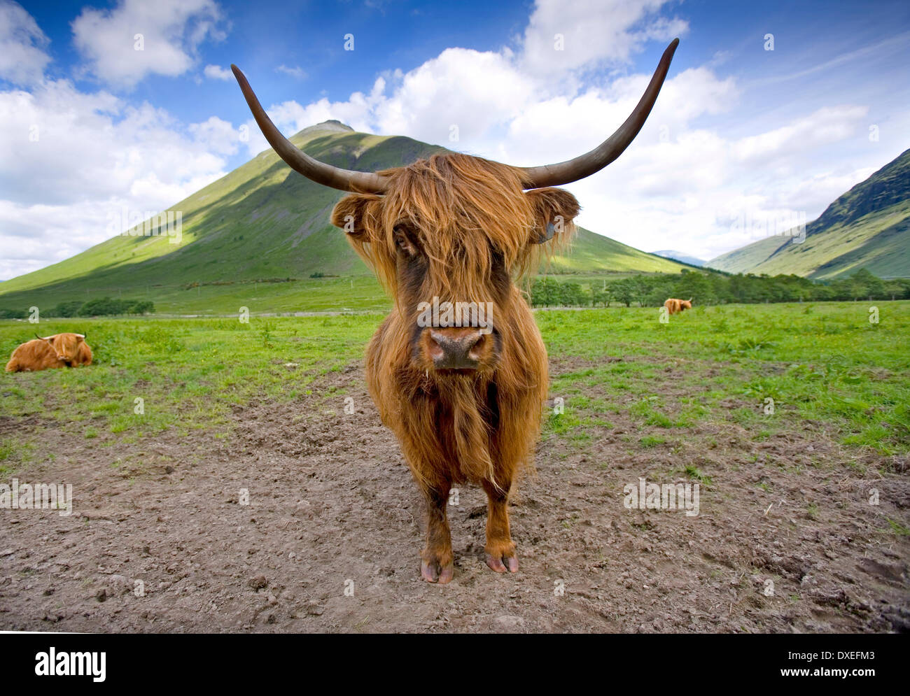 High Cow, Glen Auch, Scottish Highlands Stock Photo - Alamy