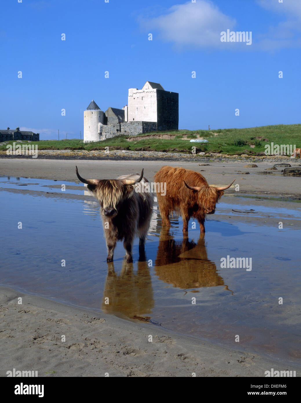 Highland Cows at Breachacha Castle, Loch Breachacha, Isle of Coll Stock ...