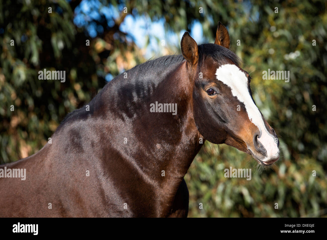 Waler Horse. Portrait of a bay stallion. Australia Stock Photo - Alamy