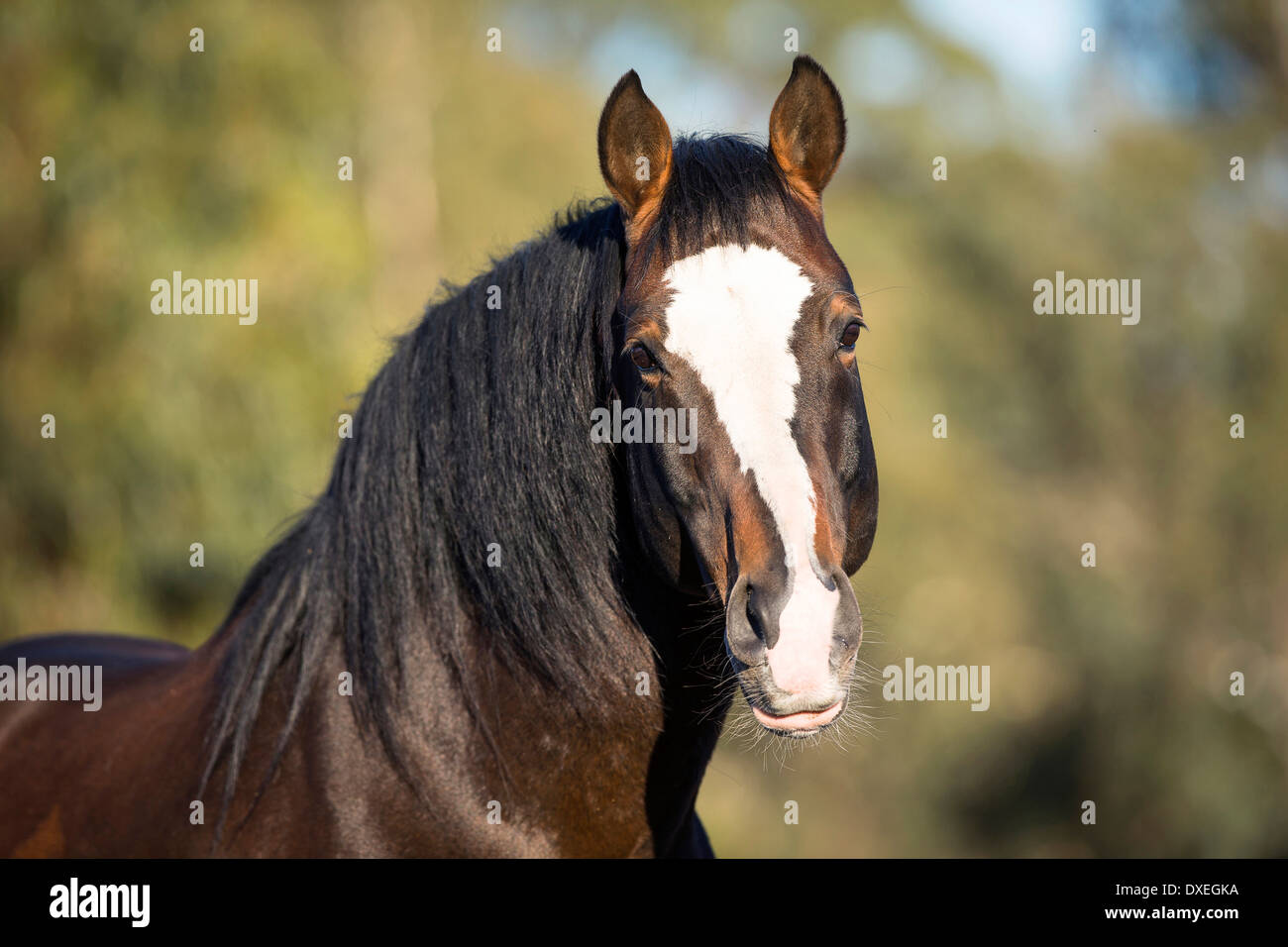 Waler Horse. Portrait of a bay stallion. Australia Stock Photo - Alamy