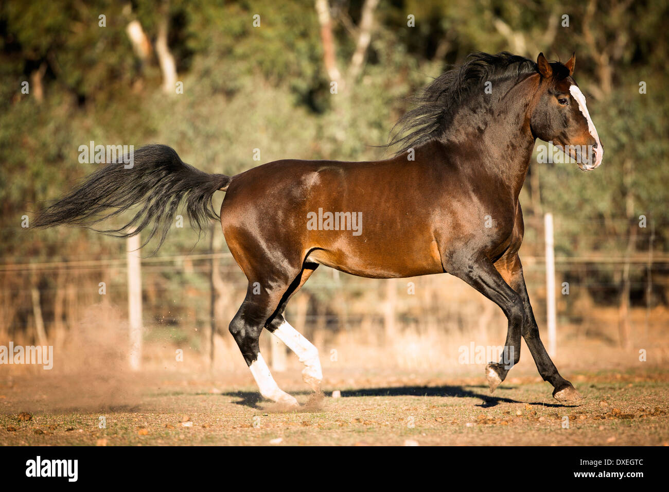 Waler Horse. Bay stallion galloping in a paddock. Australia Stock Photo ...