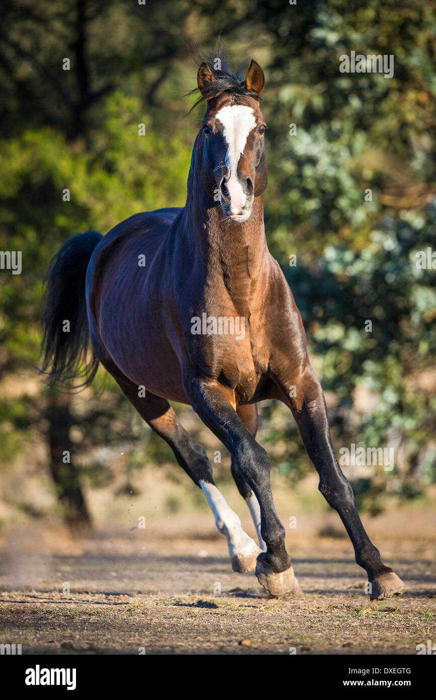 Waler horse hi-res stock photography and images - Alamy
