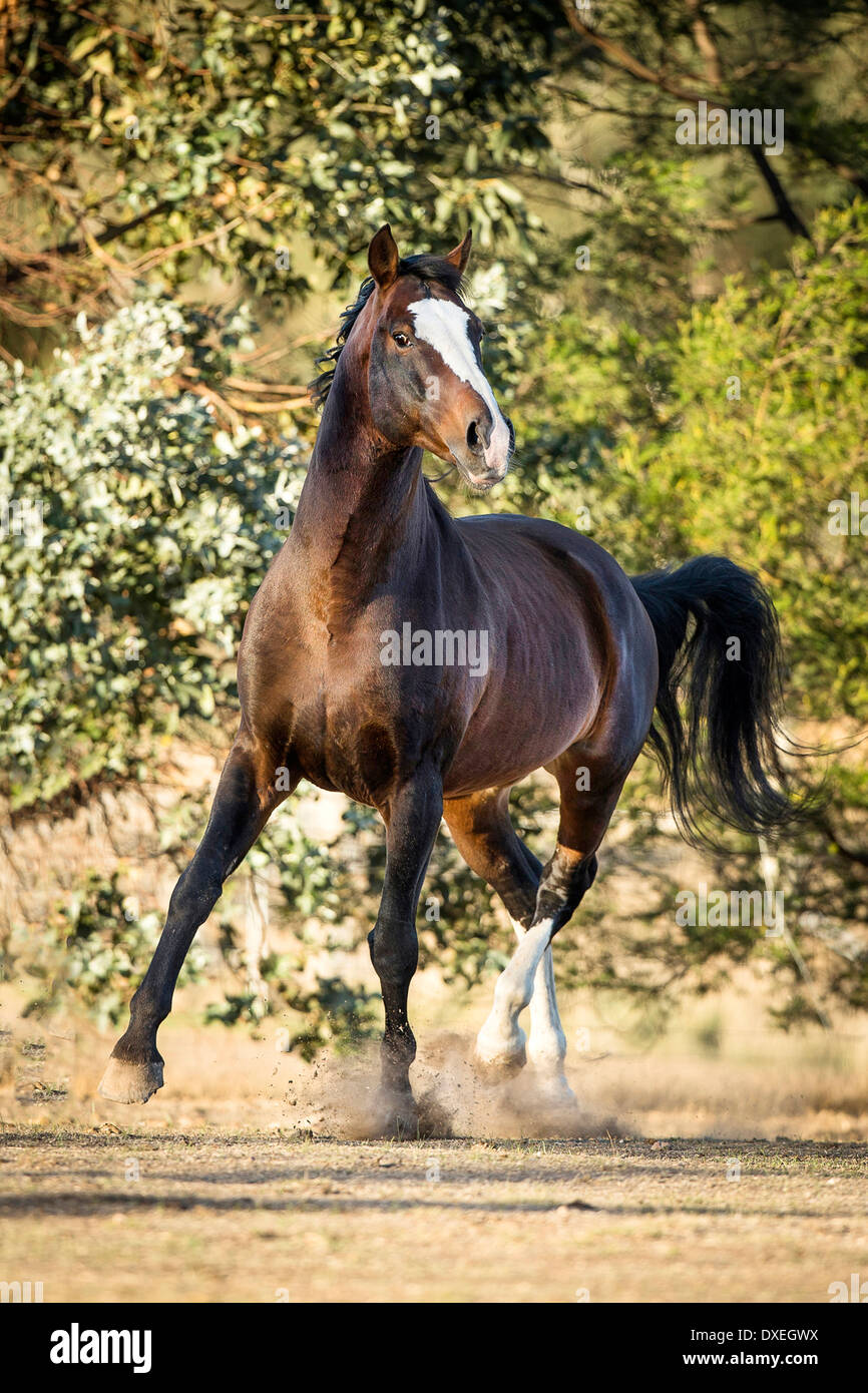 Waler horse bay stallion trotting hi-res stock photography and images ...