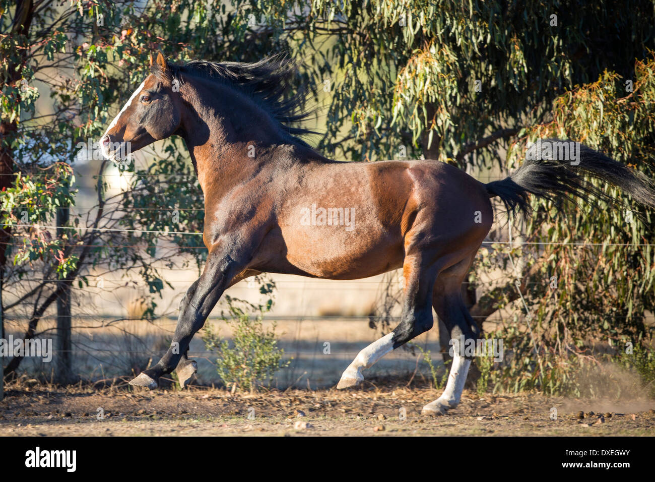Waler horse hi-res stock photography and images - Alamy