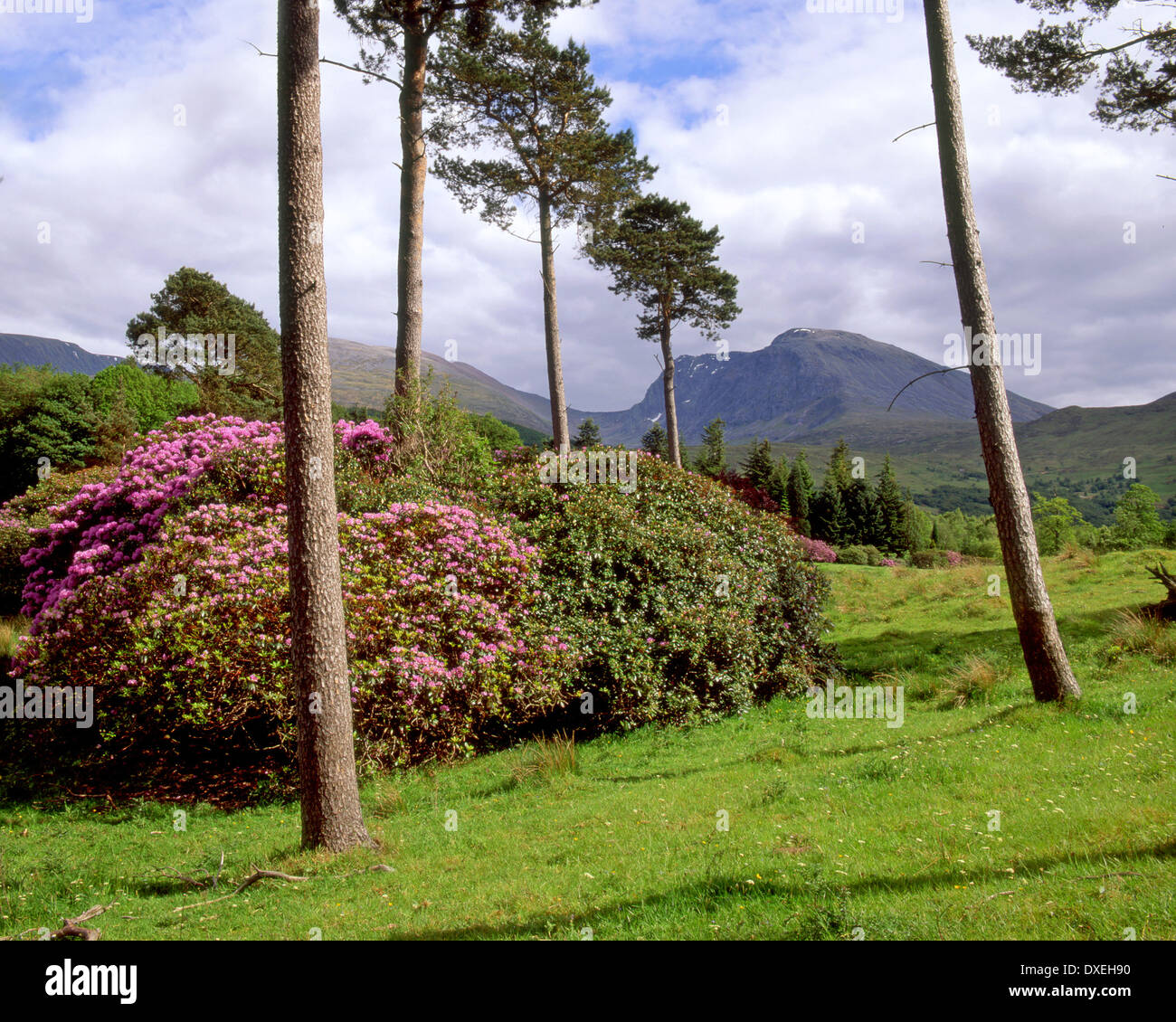Spring view of Ben Nevis from Inverloch, Lochaber, Highlands Stock ...