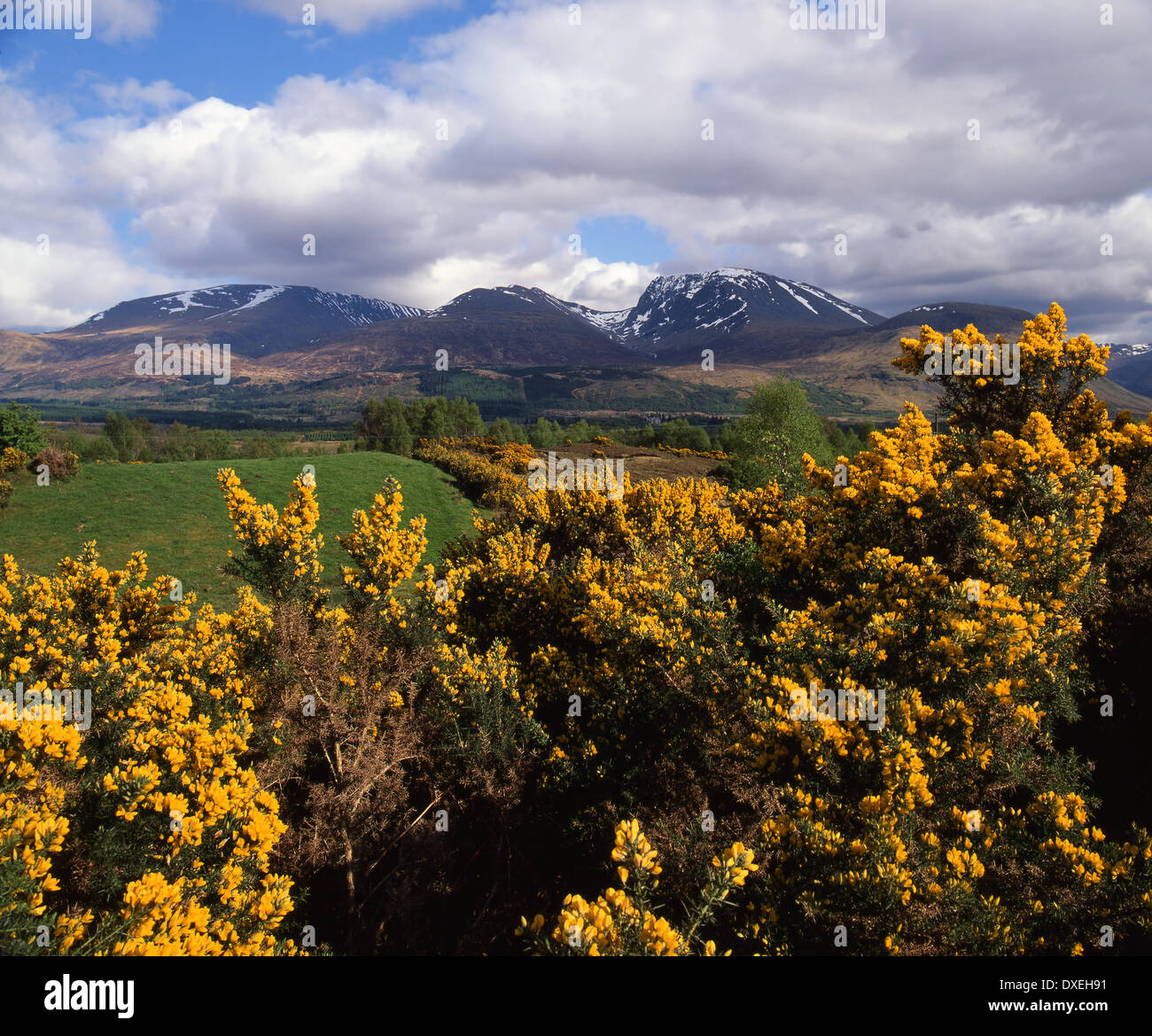 Spring view towards Ben Nevis, Lochaber Stock Photo - Alamy