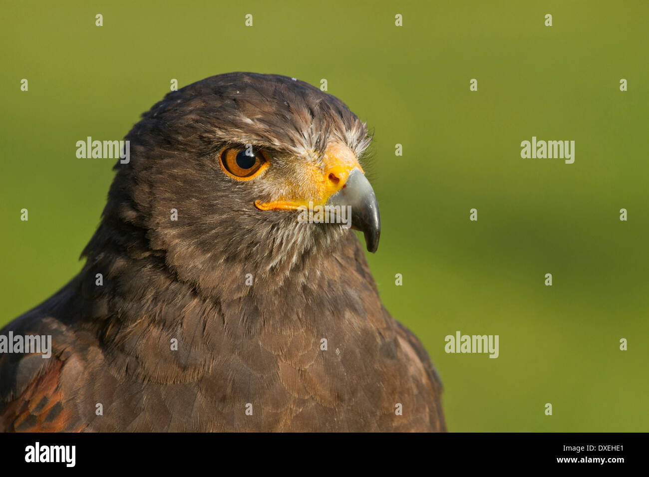 Bay-winged Hawk, Harris Hawk (Parabuteo unicinctus), portrait of adult ...