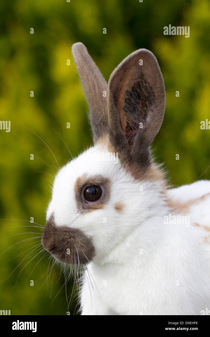 English spot rabbit hi-res stock photography and images - Alamy