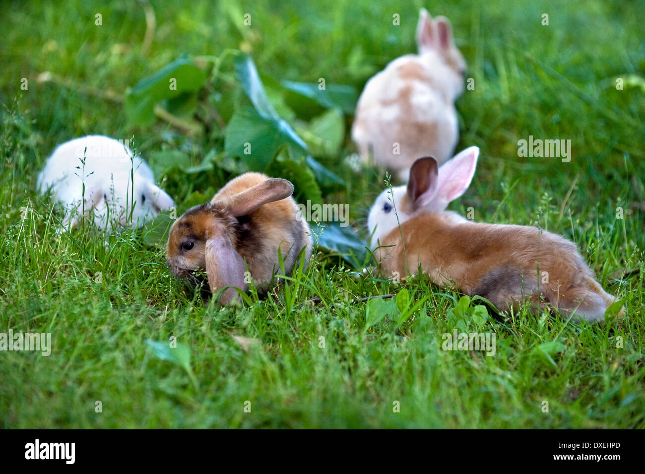 Mini Lop and Mini Rex rabbits in grass Stock Photo - Alamy