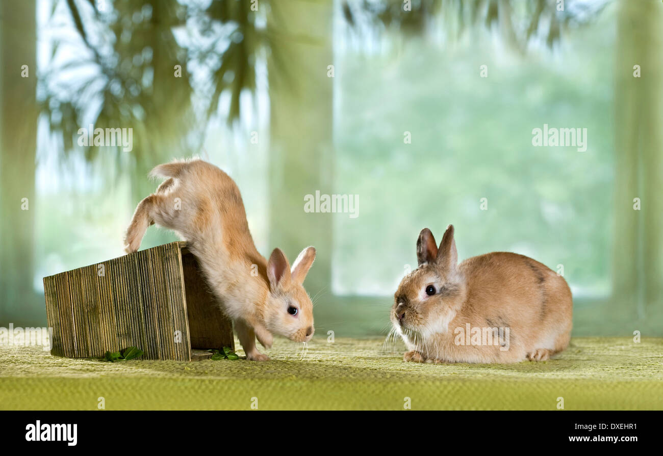 Leaping rabbit hi-res stock photography and images - Alamy