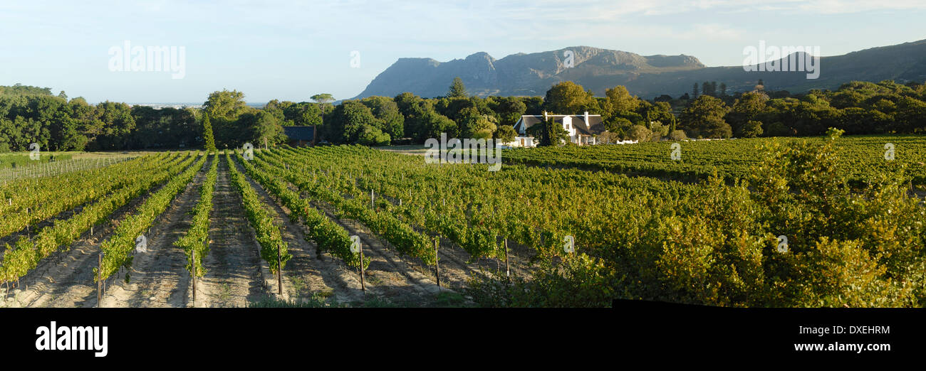 Panoramic view of Constantia Wine farm Cape Town Stock Photo - Alamy