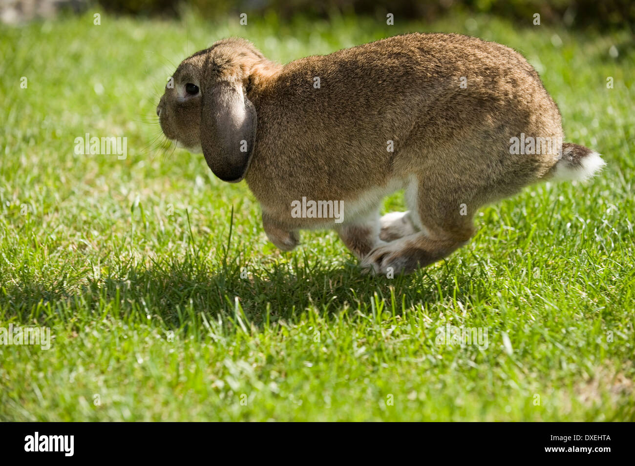 Dwarf rabbit mini lop adult hi-res stock photography and images - Alamy