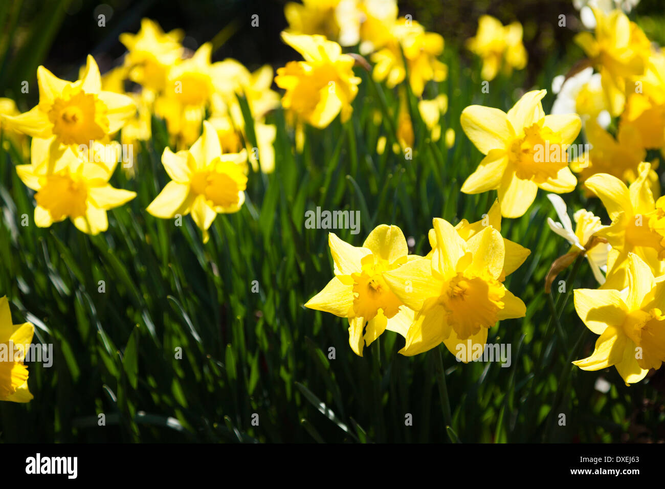 Host of english daffodils hi-res stock photography and images - Alamy