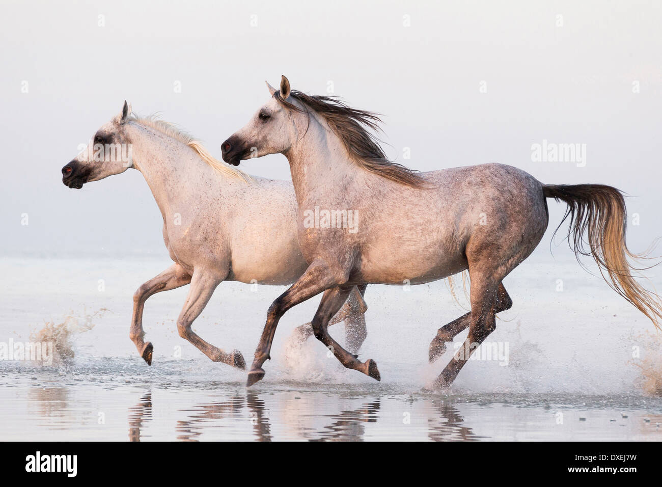 Arabian Horse. Two gray mares galloping in shallow water. Egypt Stock ...