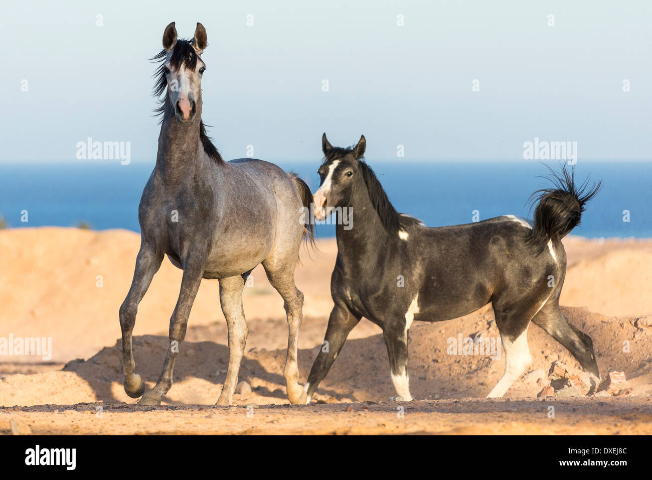 Arabian Horse. Pinto and grey mare trotting in desert. Egypt Stock ...