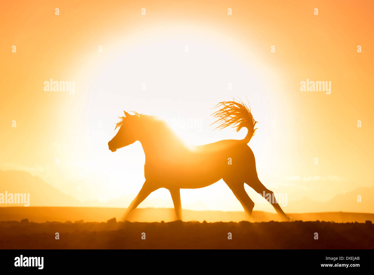Arabian Horse galloping in desert, silhouetted against the setting sun ...