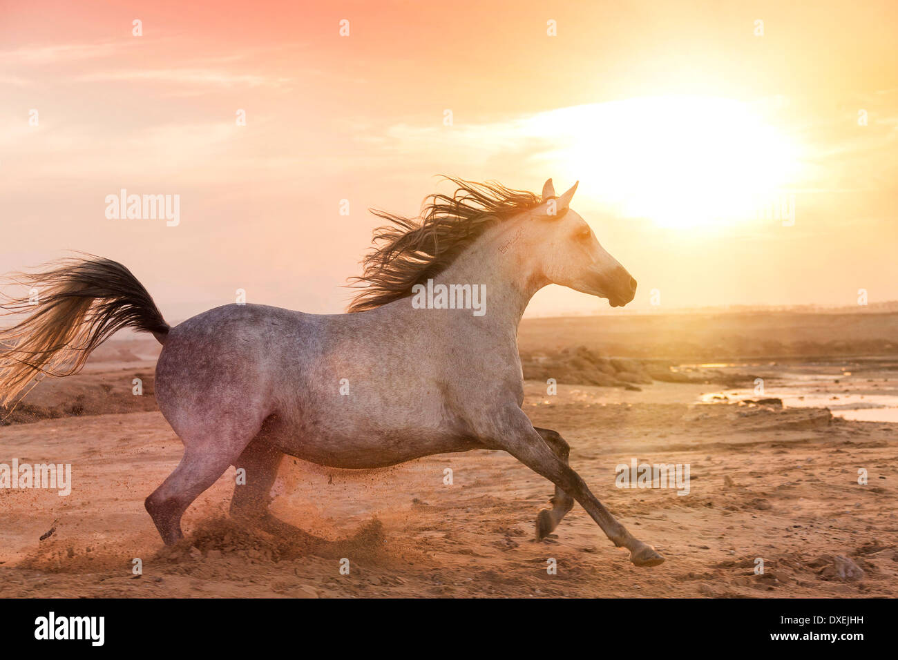 Arabian Horse. Gray mare galloping in desert at sunset. Egypt Stock ...