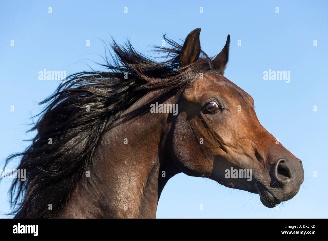 Arabian Horse. Portrait of bay mare with mane flowing. Egypt Stock ...