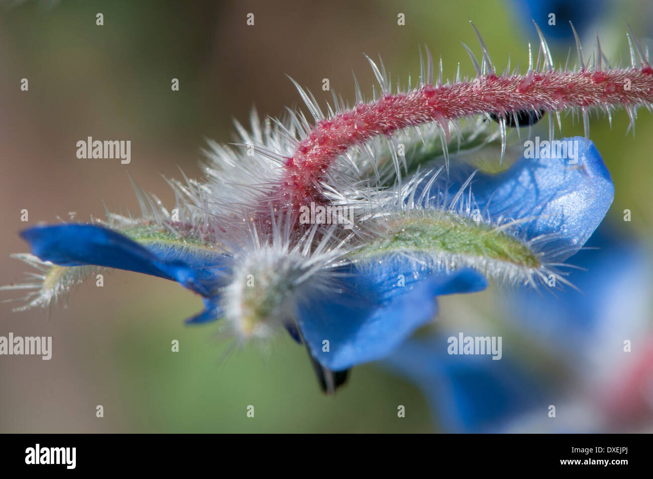 blue flower spikes with transparent Stock Photo - Alamy