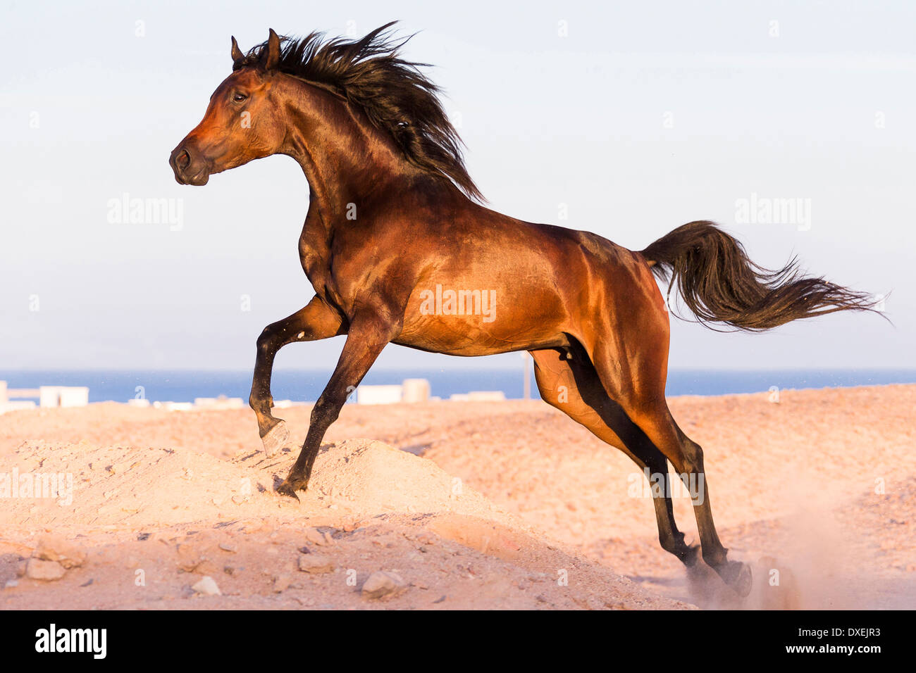 Bay Arabian Horse Galloping