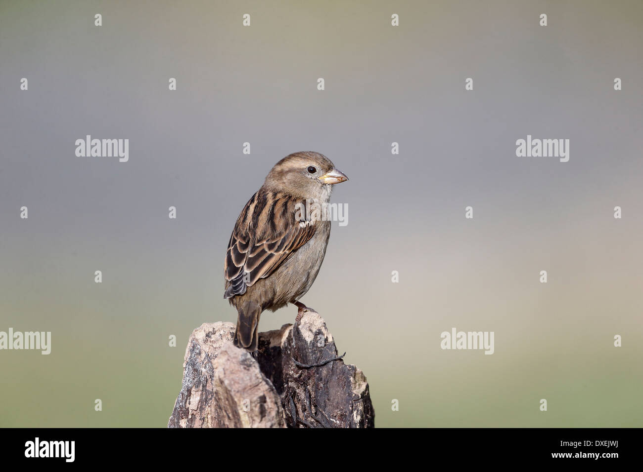 Passer domesticus female stump hi-res stock photography and images - Alamy