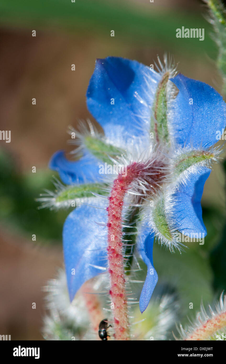 blue flower spikes with transparent Stock Photo - Alamy