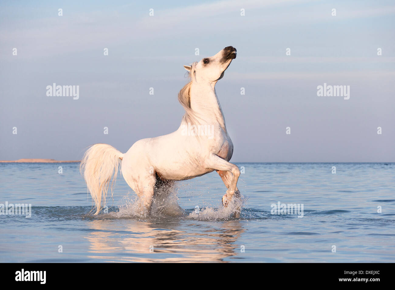 Arabian Horse. Gray stallion rearing in shallow water. Egypt Stock ...